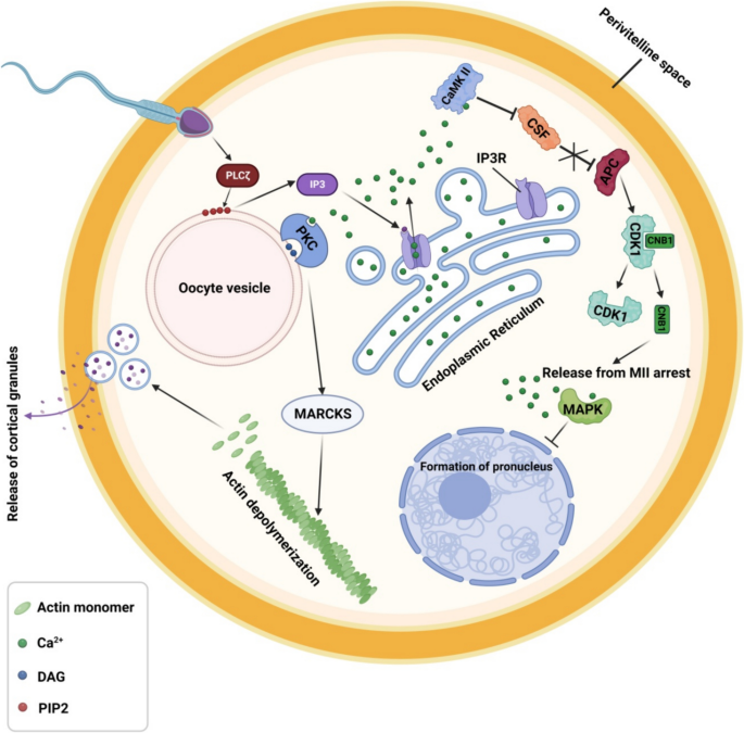 Clinical Applications of Assisted Oocyte Activation in Couples with ...