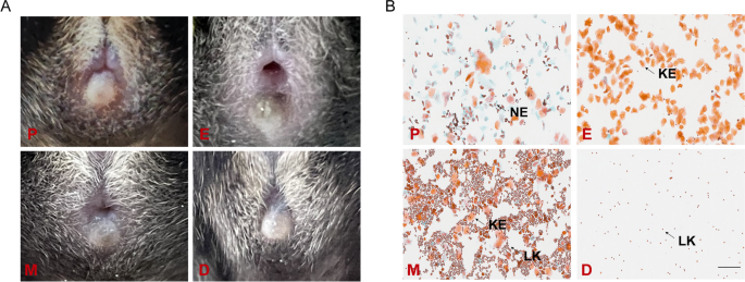 Expression and Hormonal Regulation of Entpd3 at Various Estrous Cycle ...