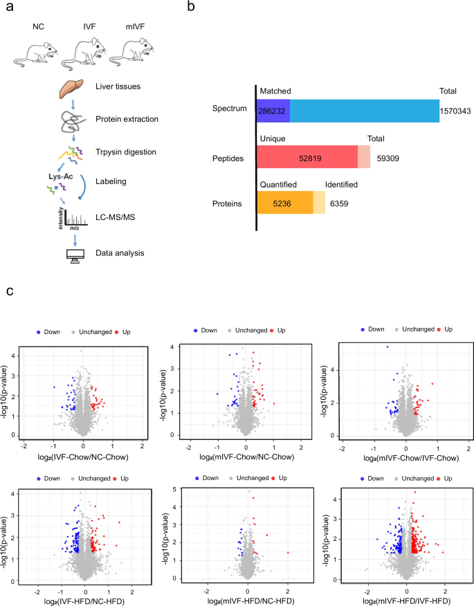 Melatonin Rescues Hyperacetylation of Liver and Impaired Enzymatic ...