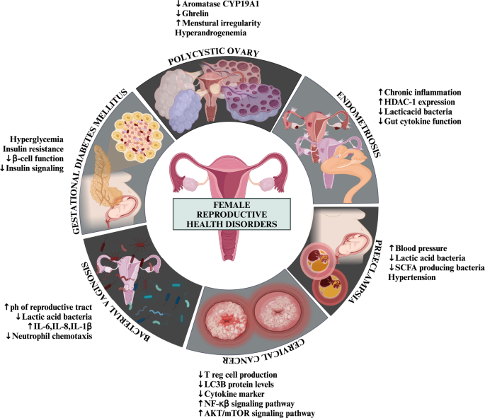 From Gut to Reproductive Health: Exploring Microbiome Interactions and ...