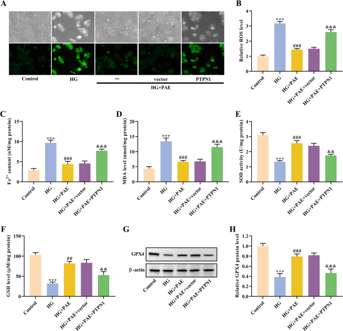 Perillaldehyde Attenuates Insulin Resistance and High Glucose-Induced ...