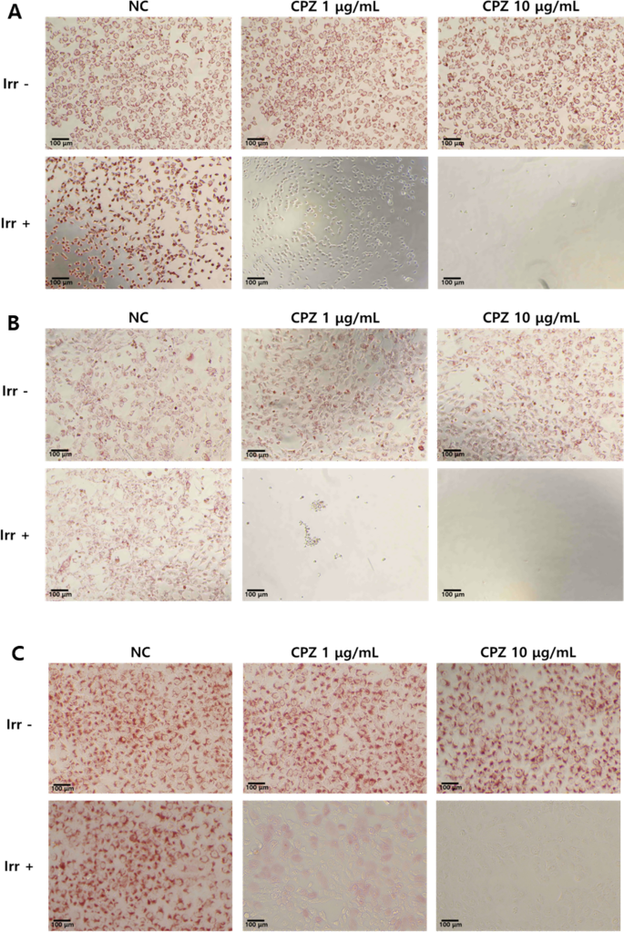 Investigation of alternative cell models to BALB/c 3T3 for in vitro ...