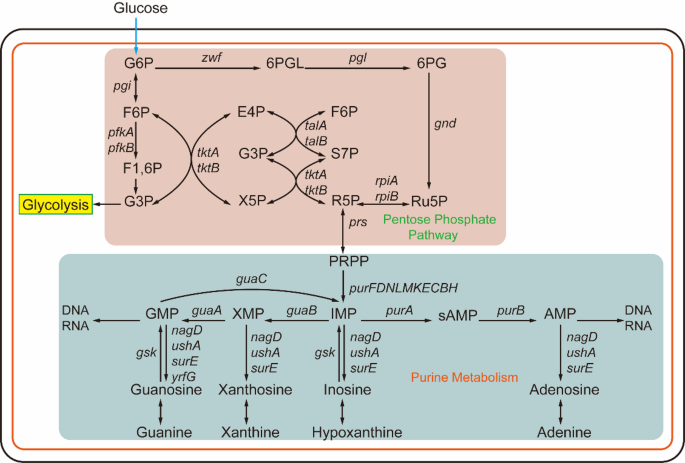 Metabolic engineering of Escherichia coli for biosynthesis of inosinic ...