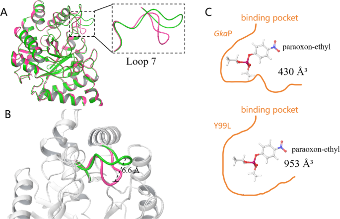 The open-closed transitions within dynamic conformational changes of ...