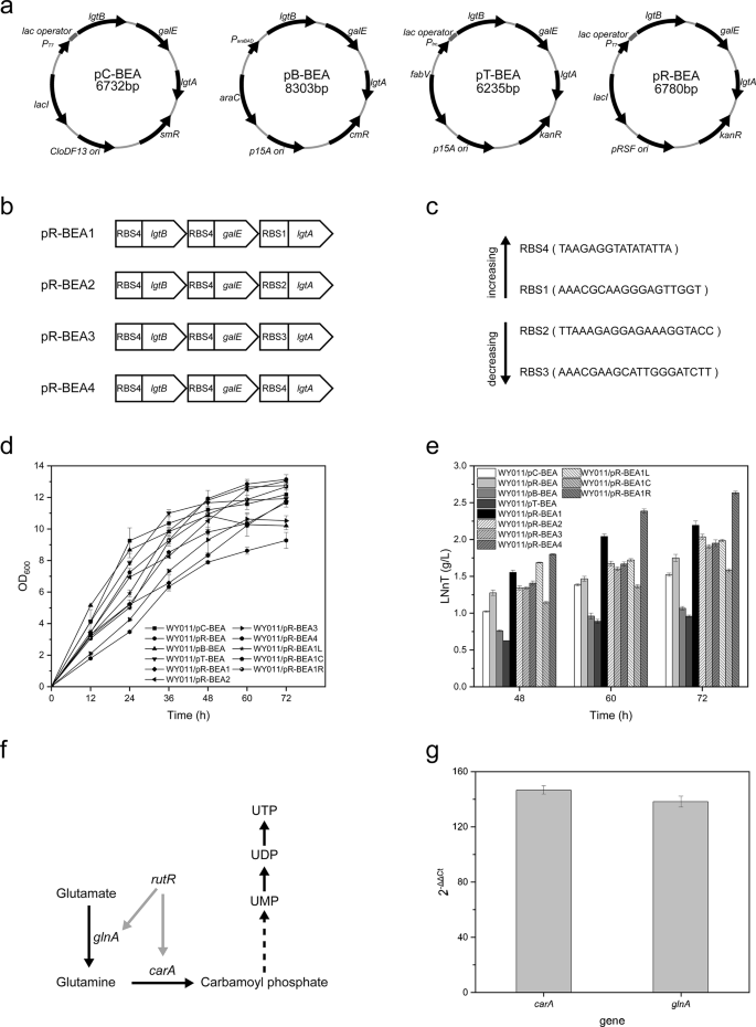 Metabolic engineering of Escherichia coli for production of lacto-N ...