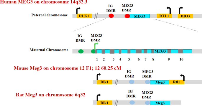 Long noncoding RNA MEG3: an active player in fibrosis | Pharmacological ...