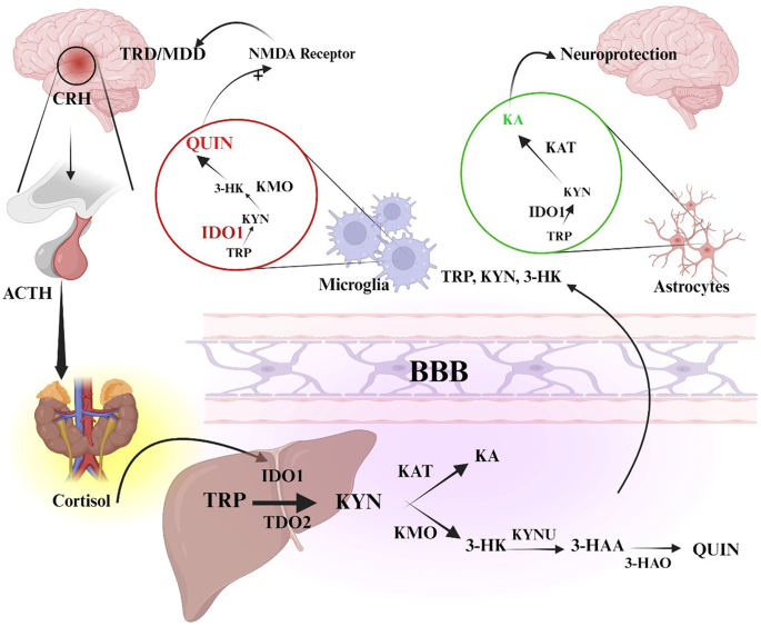 The HPA axis and kynurenine pathway: exploring the role of stress and ...