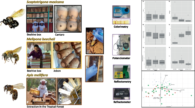 Physicochemical Properties of Two Mexican Stingless Bee Honeys to ...