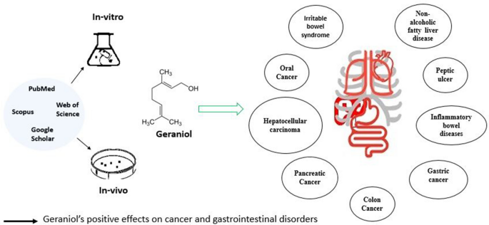 Safety and Efficacy of Geraniol in Gastrointestinal System | Revista ...
