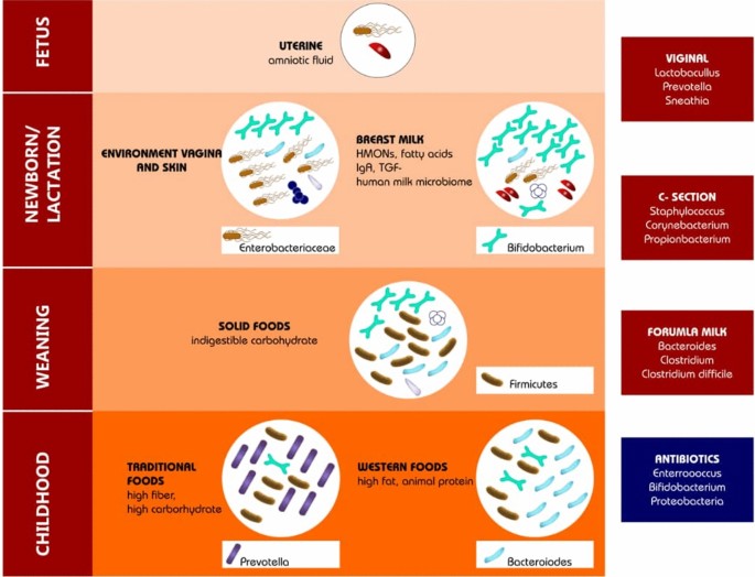 Gut microbiota and immunity in health and diseases: a review ...