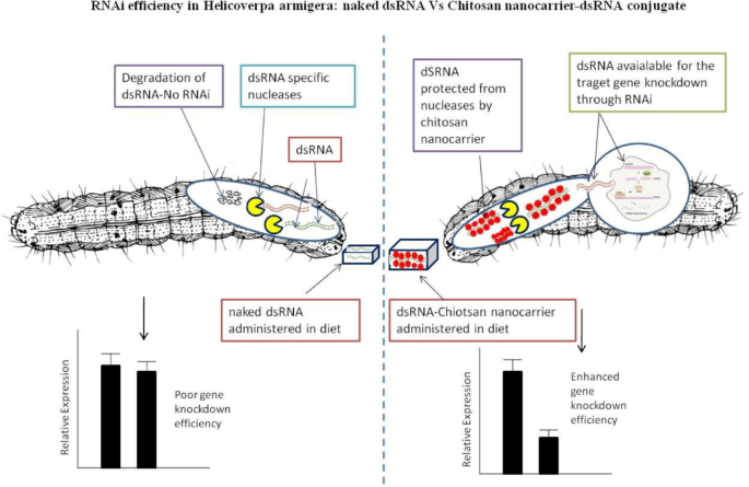 Overcoming gut and hemolymph barriers: Chitosan nanocarrier enhance ...