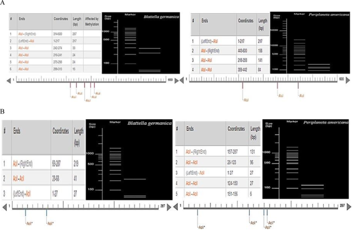 Genetic characterization and phylogenetic analysis of cockroach species ...
