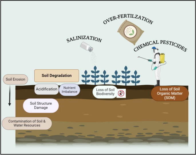 Sustainable farming practices and soil health: a pathway to achieving ...