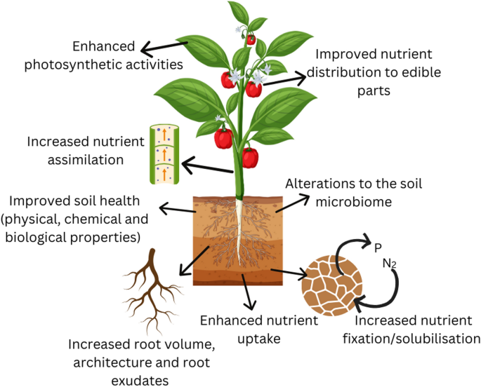 Reducing fertiliser inputs: plant biostimulants as an emerging strategy ...
