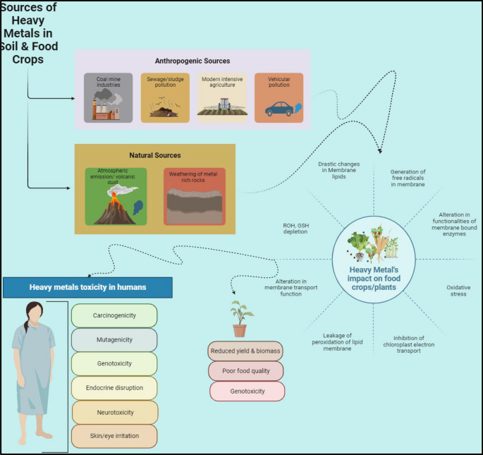 Decoding oxidative stress regulation in food crops exposed to heavy ...