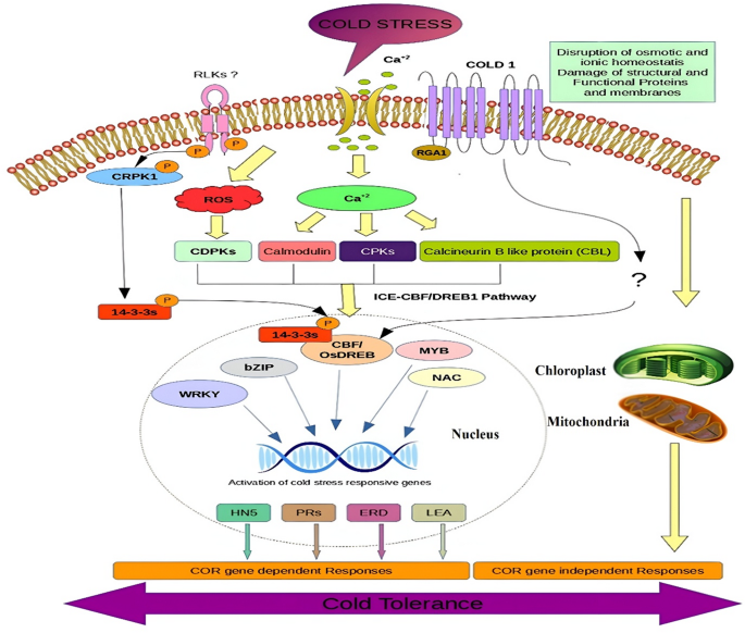 Recent trends in transcriptional regulation of cold stress tolerance in ...