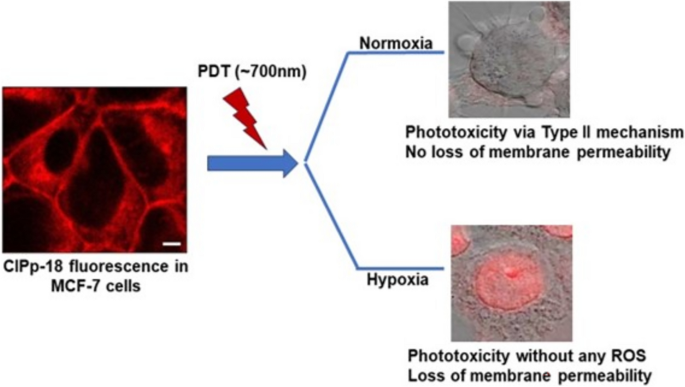 Unravelling the modes of phototoxicity of NIR absorbing chlorophyll ...