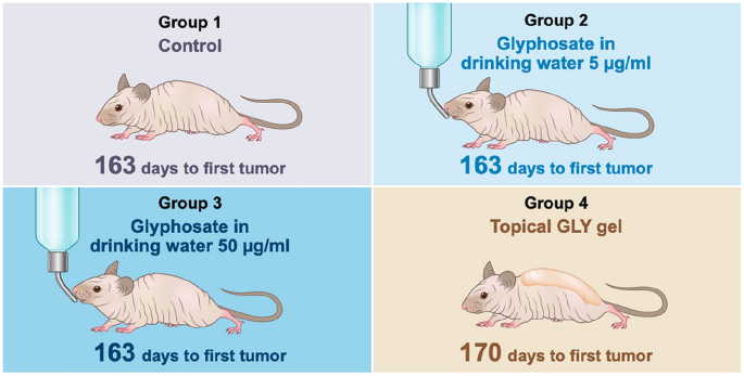 Glyphosate exposure did not increase the risk of UVR-induced skin ...