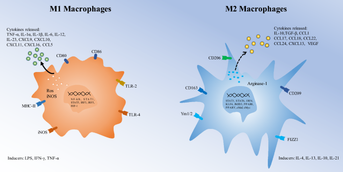 Modulating and Imaging Macrophage Reprogramming for Cancer ...