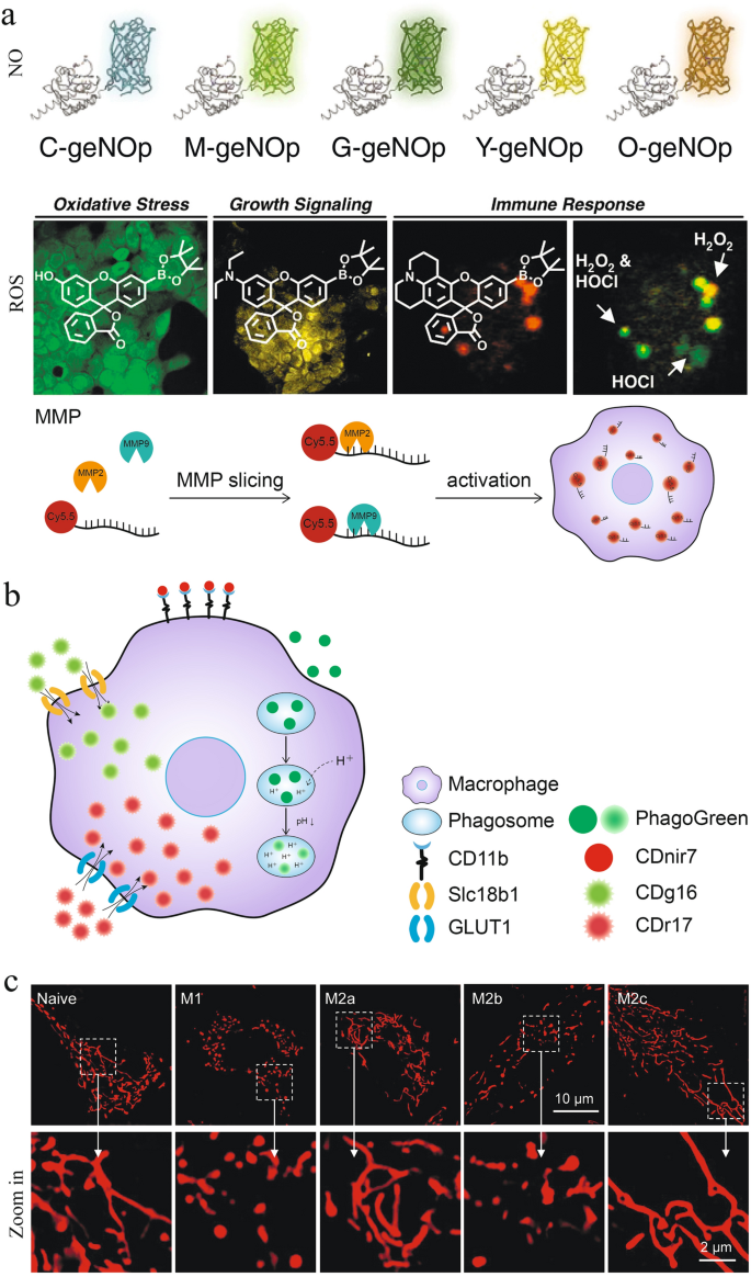 Modulating and Imaging Macrophage Reprogramming for Cancer ...