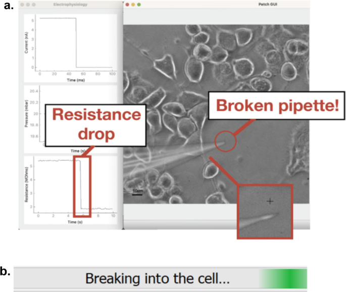 An Interactive Patch Clamping Simulation to Teach and Train ...