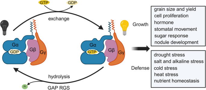 Heterotrimeric G-proteins: multi-dimensional regulation in plant growth ...