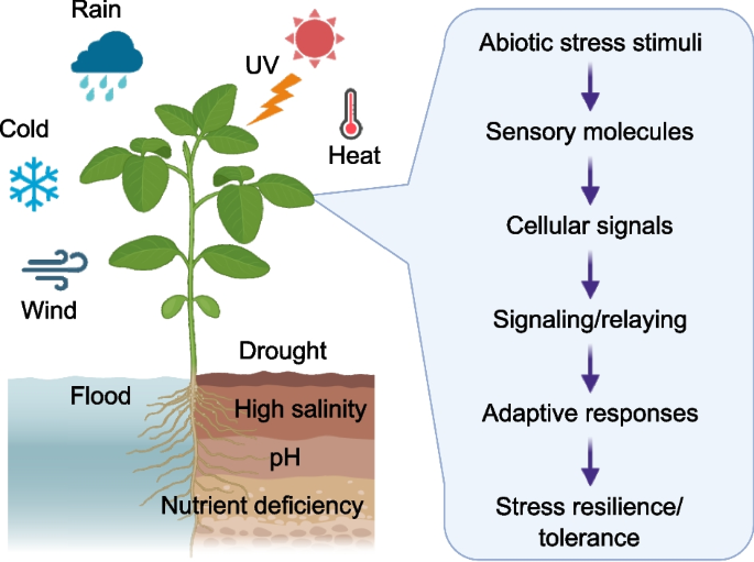 Tackling abiotic stress in plants: recent insights and trends | Stress Biology