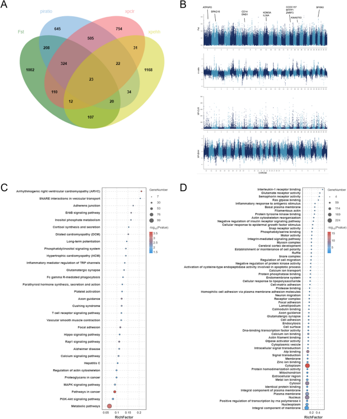 Evaluation of genetic diversity and selection signals in gayal ...