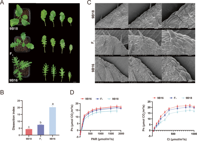 Cloning and functional analysis of the lobed-leaf gene BjA10.LL in ...