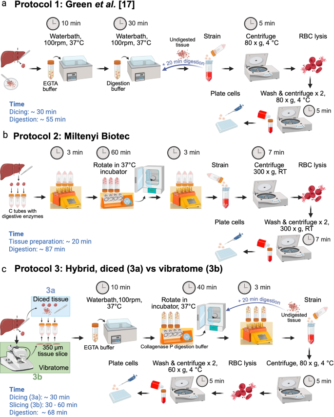High-yield isolation of primary human hepatocytes from small liver ...