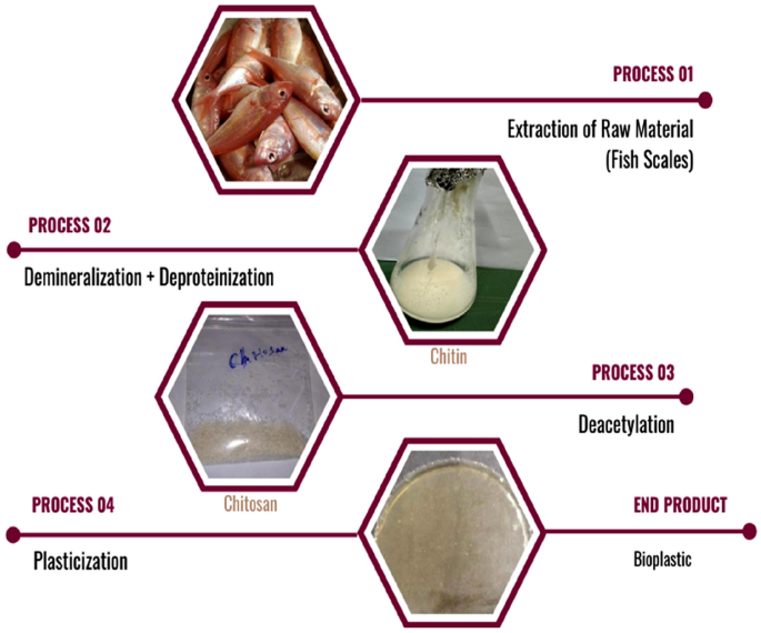 Chitin Extraction from Lutjanus campechanus for Sustainable Bio-plastic ...