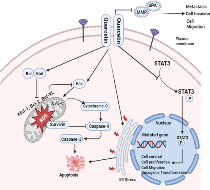 Bioactive Compounds for Inhibiting Mutated Gene (BRCA1 and BRCA2 ...