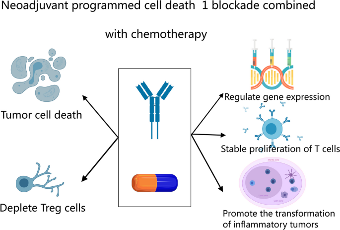 Pathological mechanisms and advances in neoadjuvant PD-1 blockade combined with chemotherapy for ...