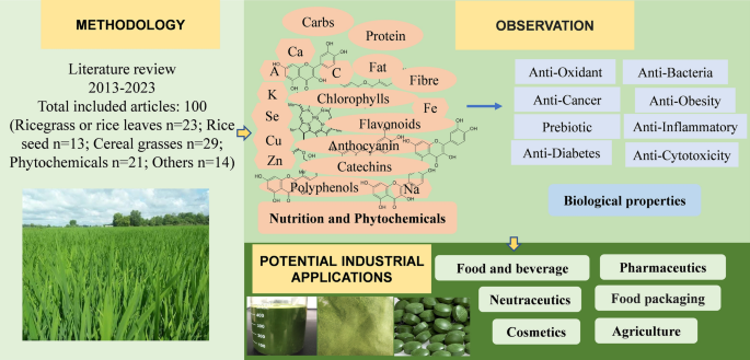 Rice leaves or ricegrass—available biomaterial with potential ...
