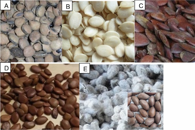 Production, nutritional benefits, limitations and strategies for ...