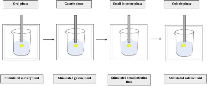 A review of in-vitro digestibility models on diverse foods in various ...