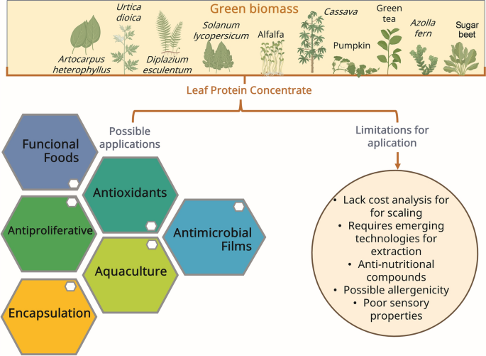 Potential industrial applicability of leaf protein from green biomass ...
