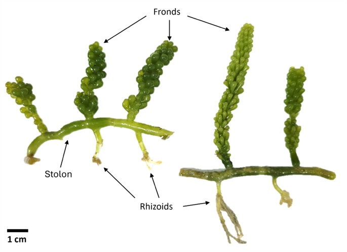 Potential use of Fiji sea grapes, Caulerpa racemosa “nama ...