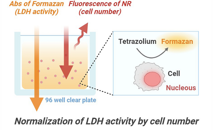 Accurate evaluation of drug effect on the LDH activity of live cells ...