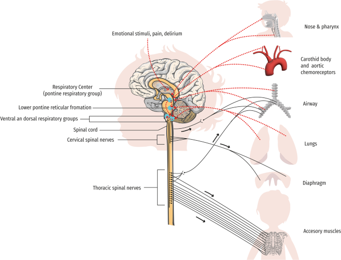 How to quantify respiratory effort and drive in critically ill children ...