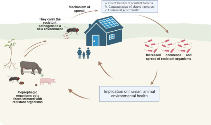 Revisiting the critical role of coprophagic organisms in amplifying ...