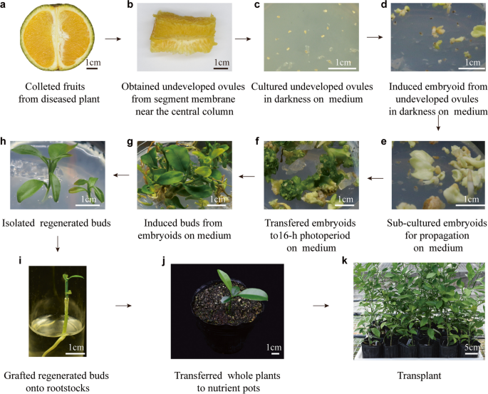 Regeneration of virus-free plants from undeveloped ovules of seedless ...