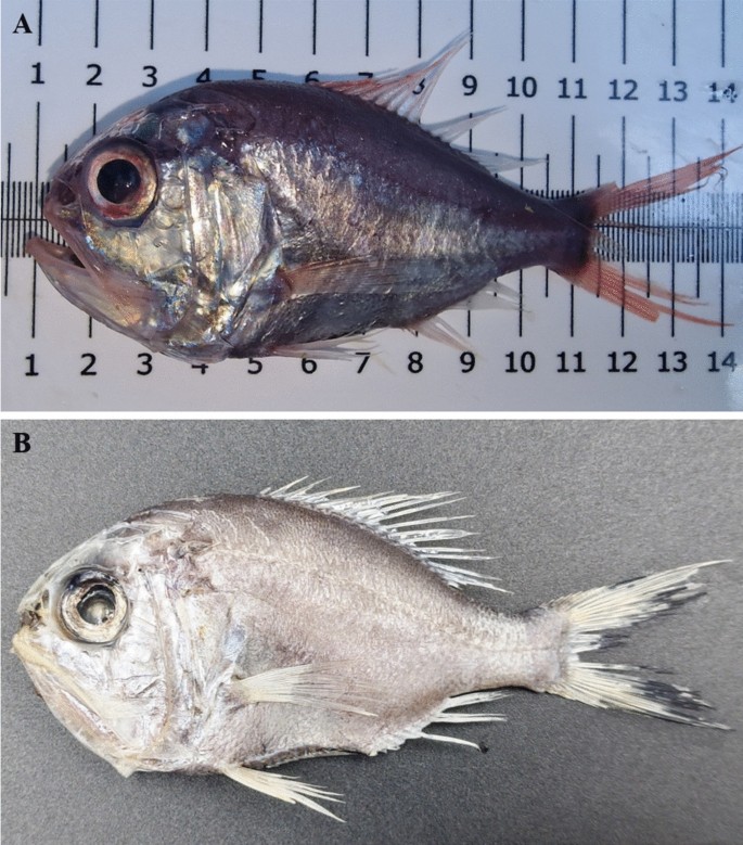 Length–weight relationship for the data-poor deepwater fish ...