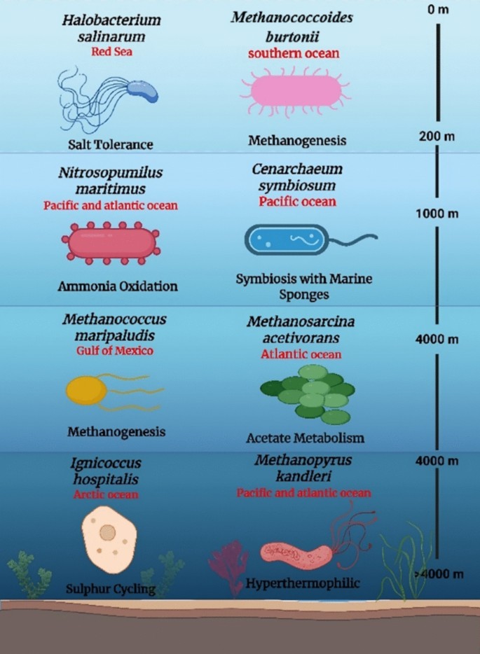 Marine archaea and their functional networks in oceanic biogeochemical ...