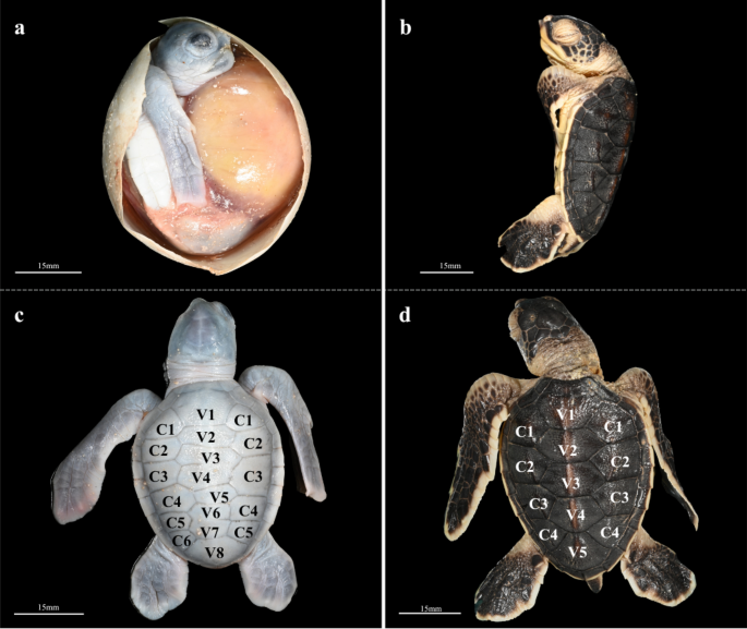 First report of congenital abnormalities in green sea turtle (Chelonia ...