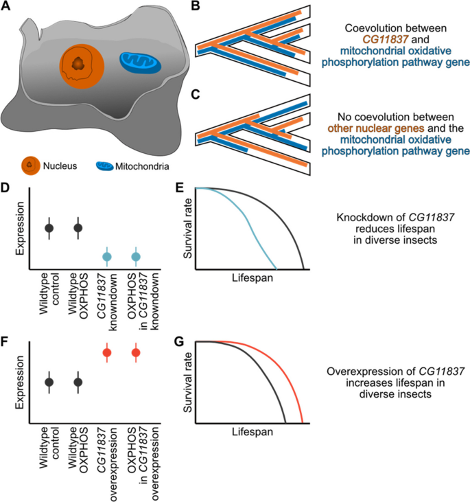 The discovery of a new lifespan-extending gene in insects | Crop Health
