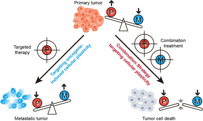 Targeting oncogene-induced cellular plasticity for tumor therapy ...