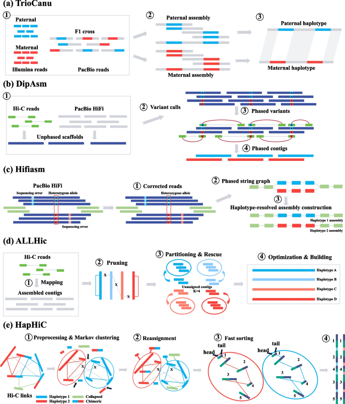 Advancing chromosomal-scale, haplotype-resolved genome assembly: beading with Hi-C data ...