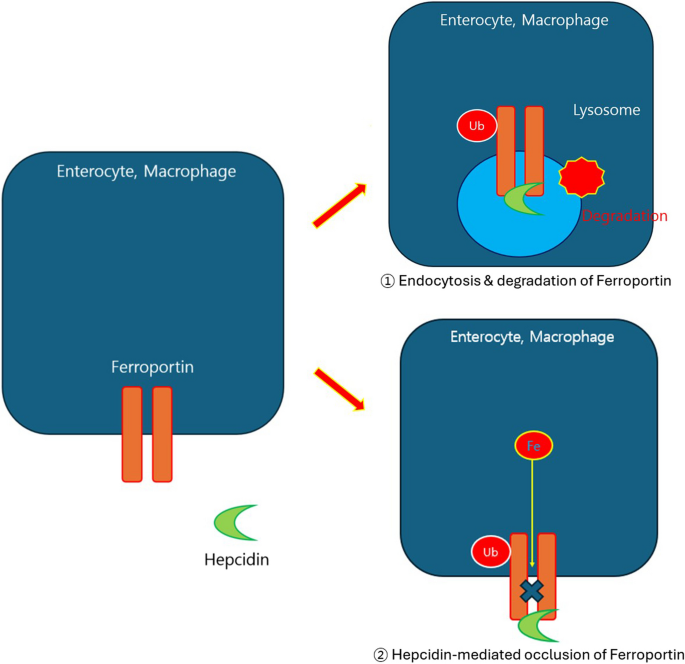 Functional iron deficiency anemia in patients with cancer | Blood Research