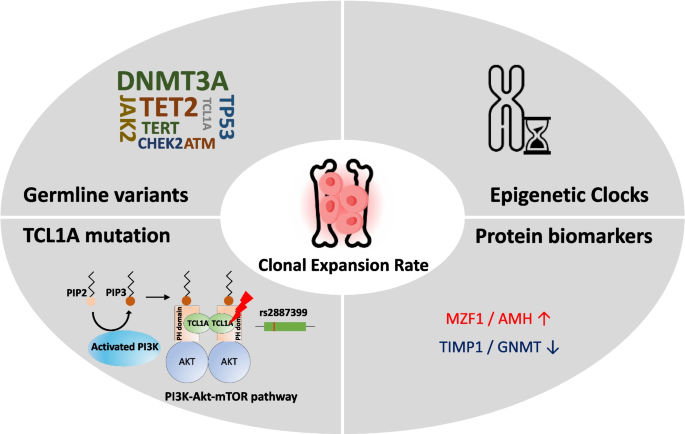 Clonal hematopoiesis: elements associated with clonal expansion and ...